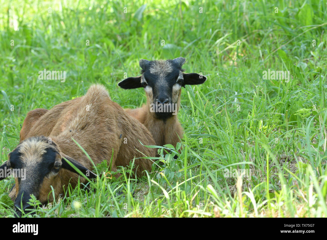 detail of a goat head lying resting on grass Stock Photo - Alamy