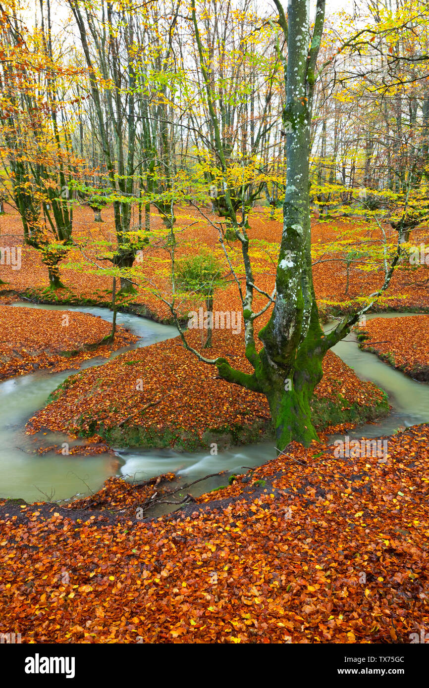 European Beech or Common Beech Forest, Gorbeia Natural Park, Basque ...