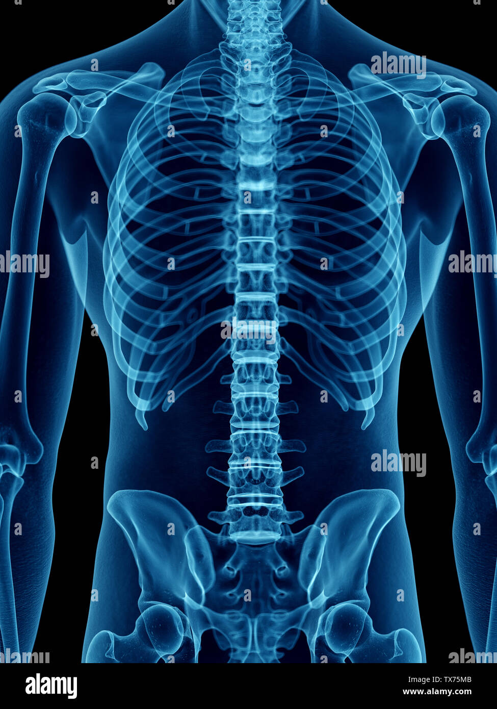 3d rendered medically accurate illustration of a mans skeletal back ...