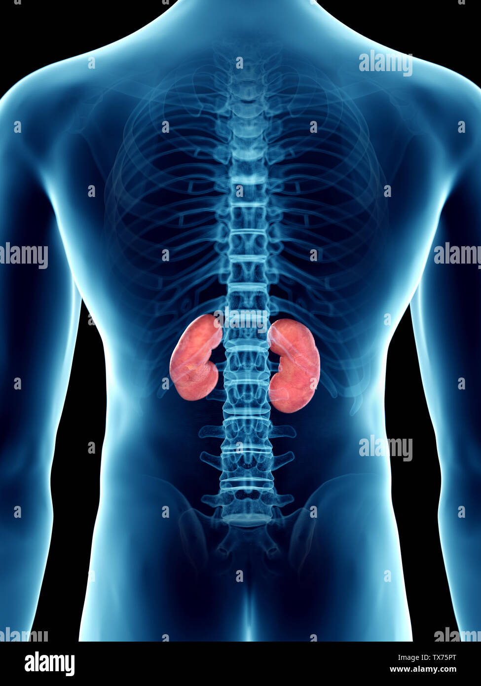 3d rendered medically accurate illustration of a mans kidneys Stock ...