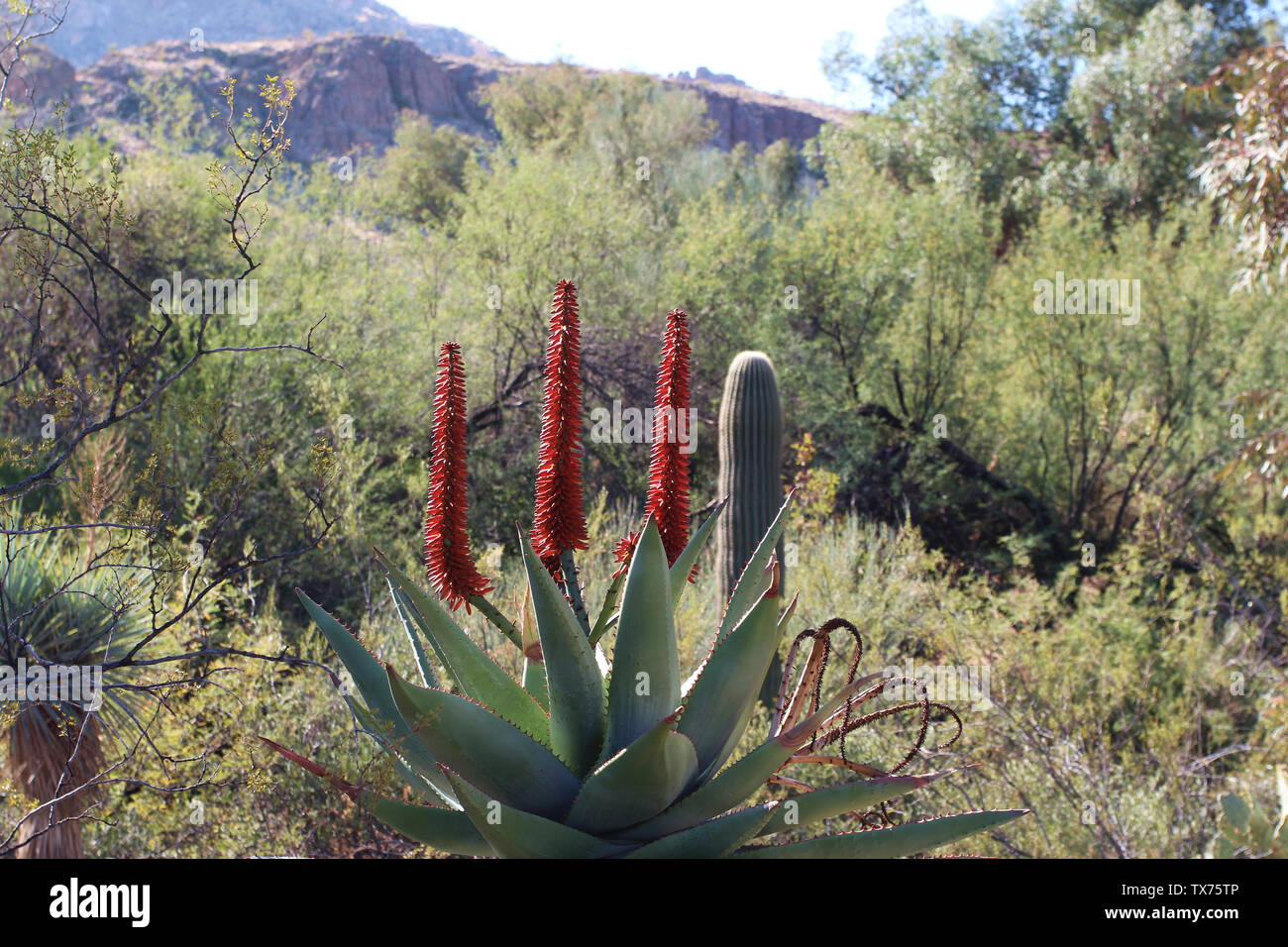 Close up of a Cape Aloe Hybrid with stalks of vibrant red flowers ...