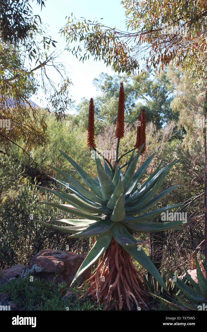 A Cape Aloe Hybrid with stalks of vibrant red flowers against a desert ...