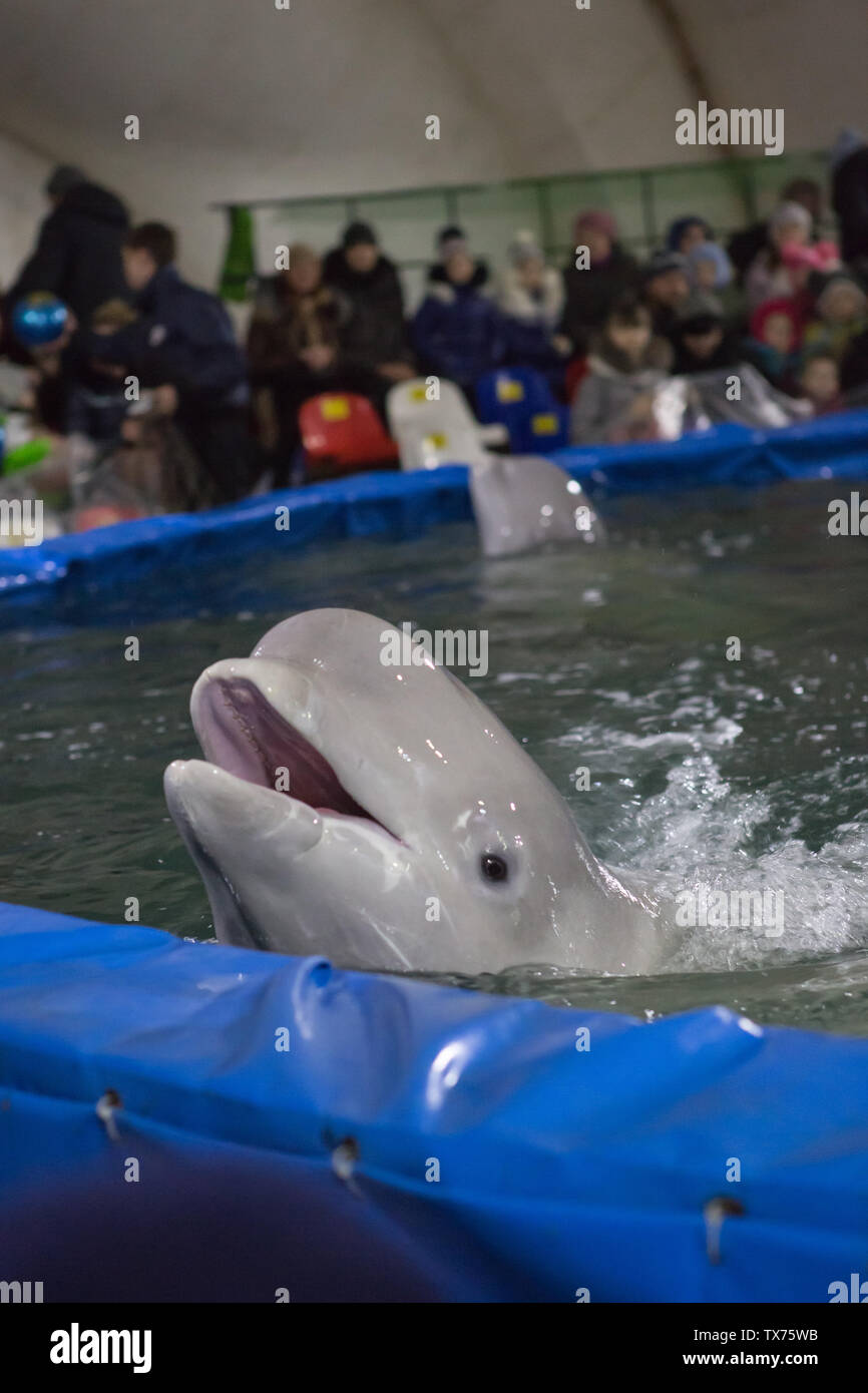 White dolphin hi-res stock photography and images - Alamy