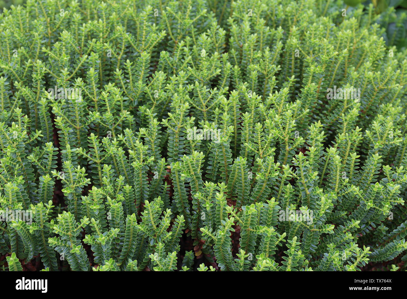 Whorled leaves hi-res stock photography and images - Alamy