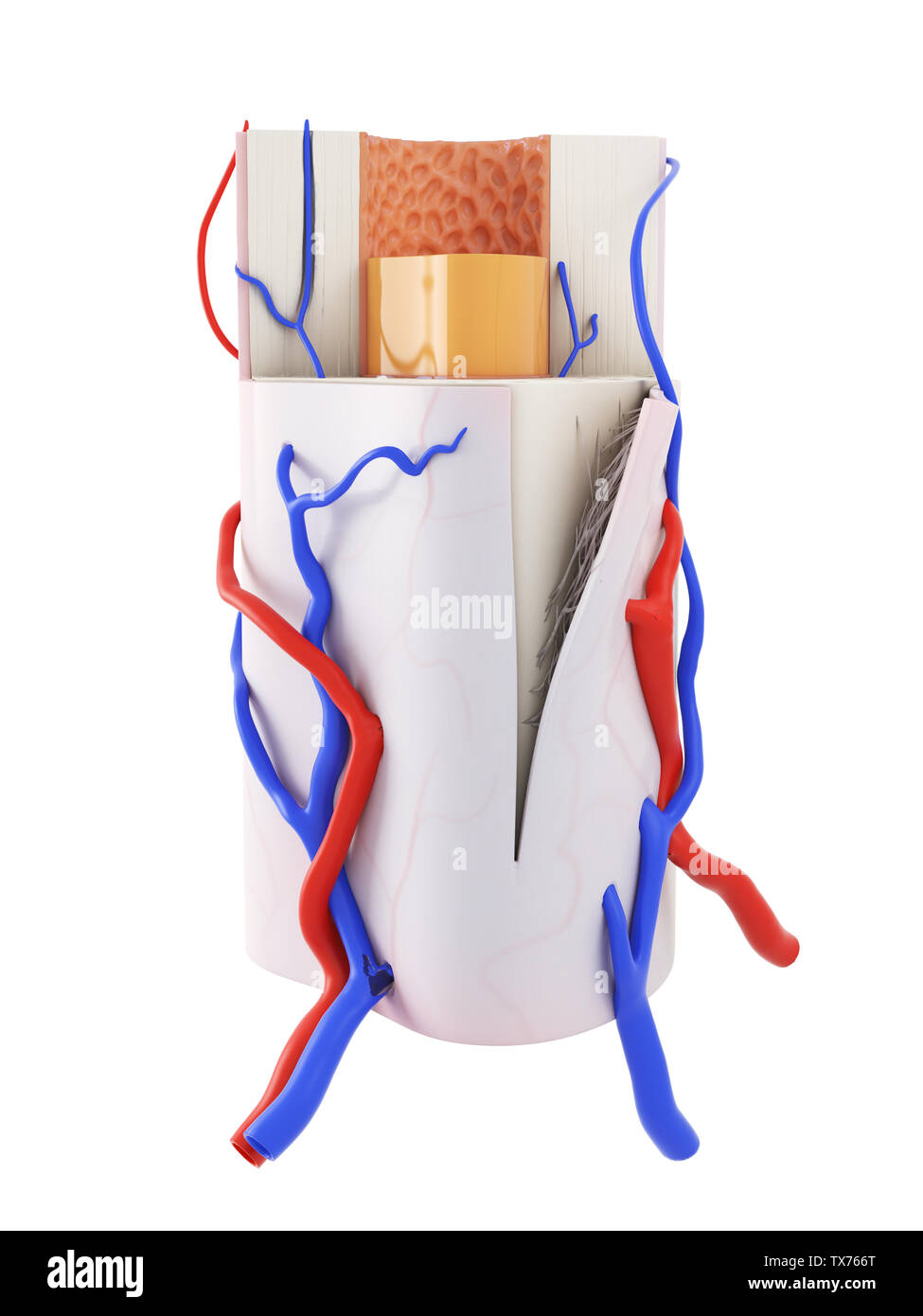 3d rendered illustration of the human bone anatomy Stock Photo - Alamy