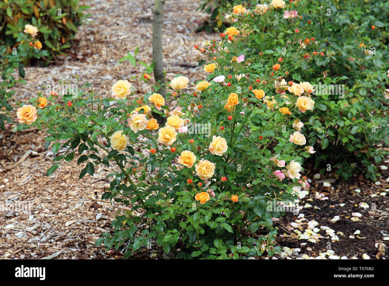 Yellow Rose Bush High Resolution Stock Photography and Images - Alamy