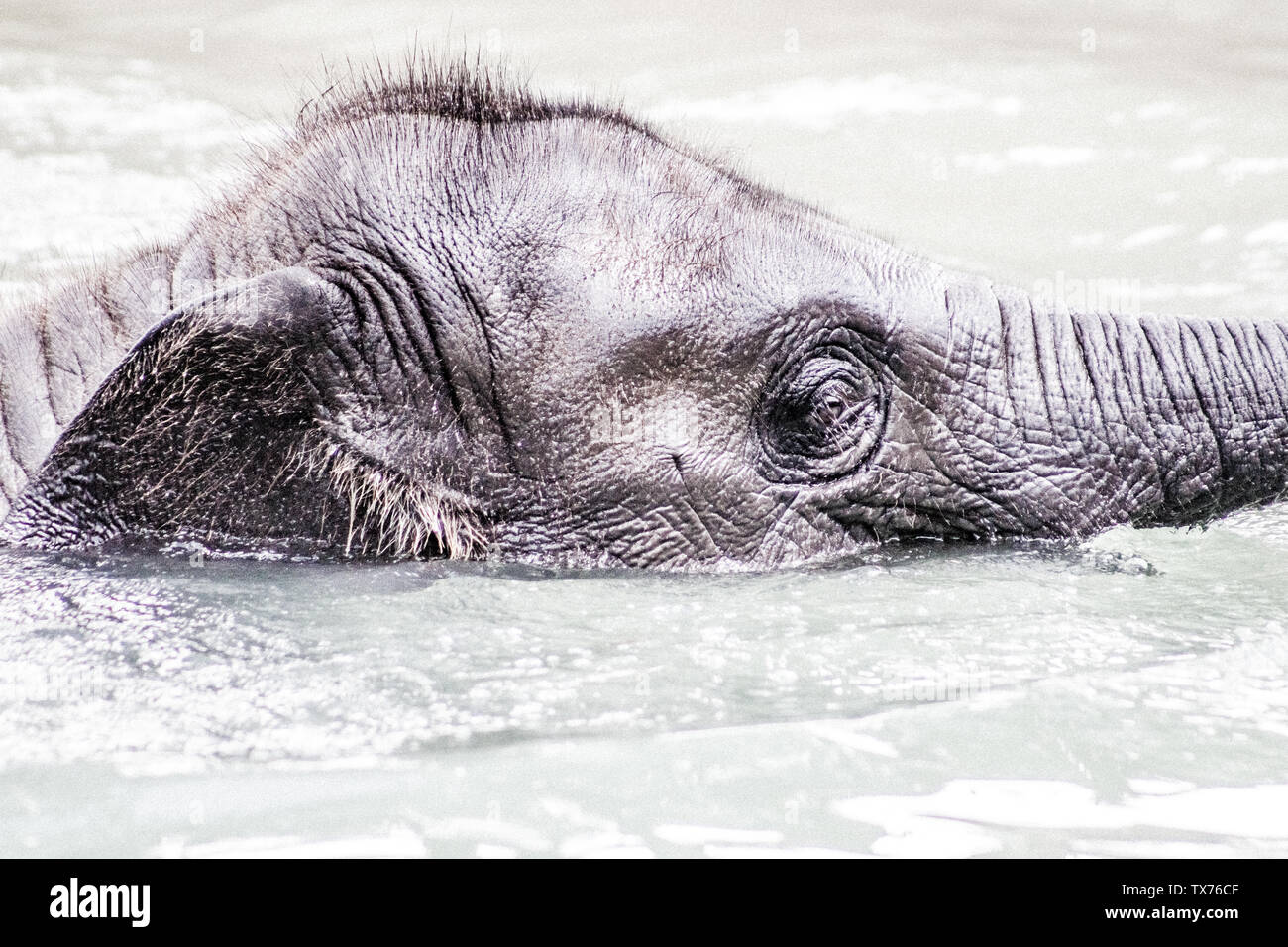 Time for a Swim Stock Photo - Alamy