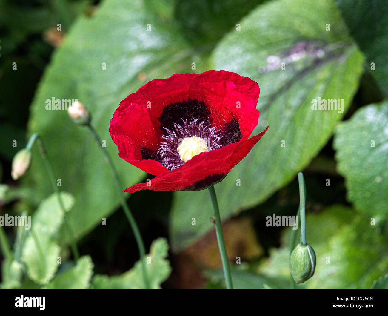 A Beautiful Red Opium Poppy Bloom in Flower in a Garden in Alsager ...