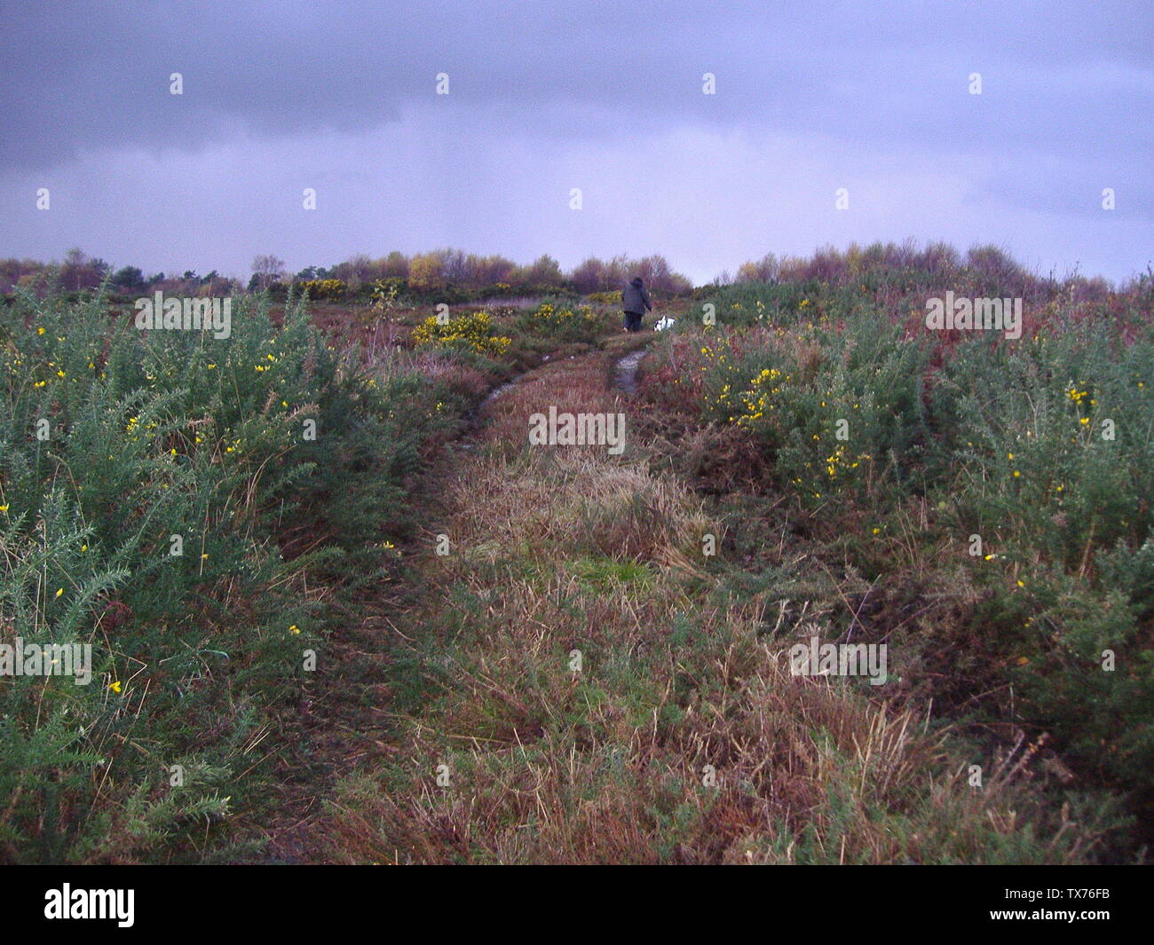 Kelling Heath High Resolution Stock Photography and Images - Alamy