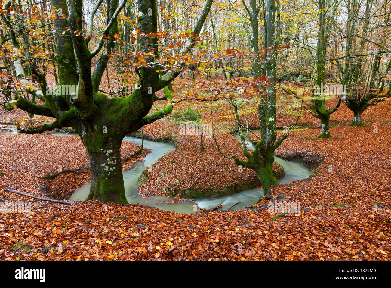 European Beech or Common Beech Forest, Gorbeia Natural Park, Basque ...