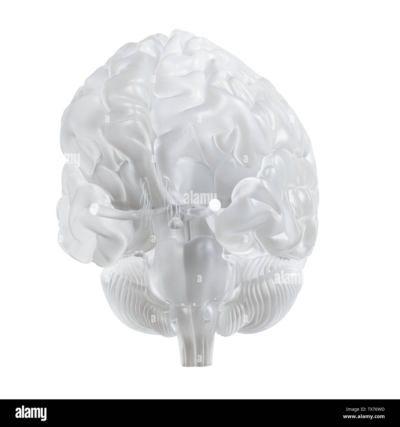 3d rendered medically accurate illustration of a glass brain Stock ...