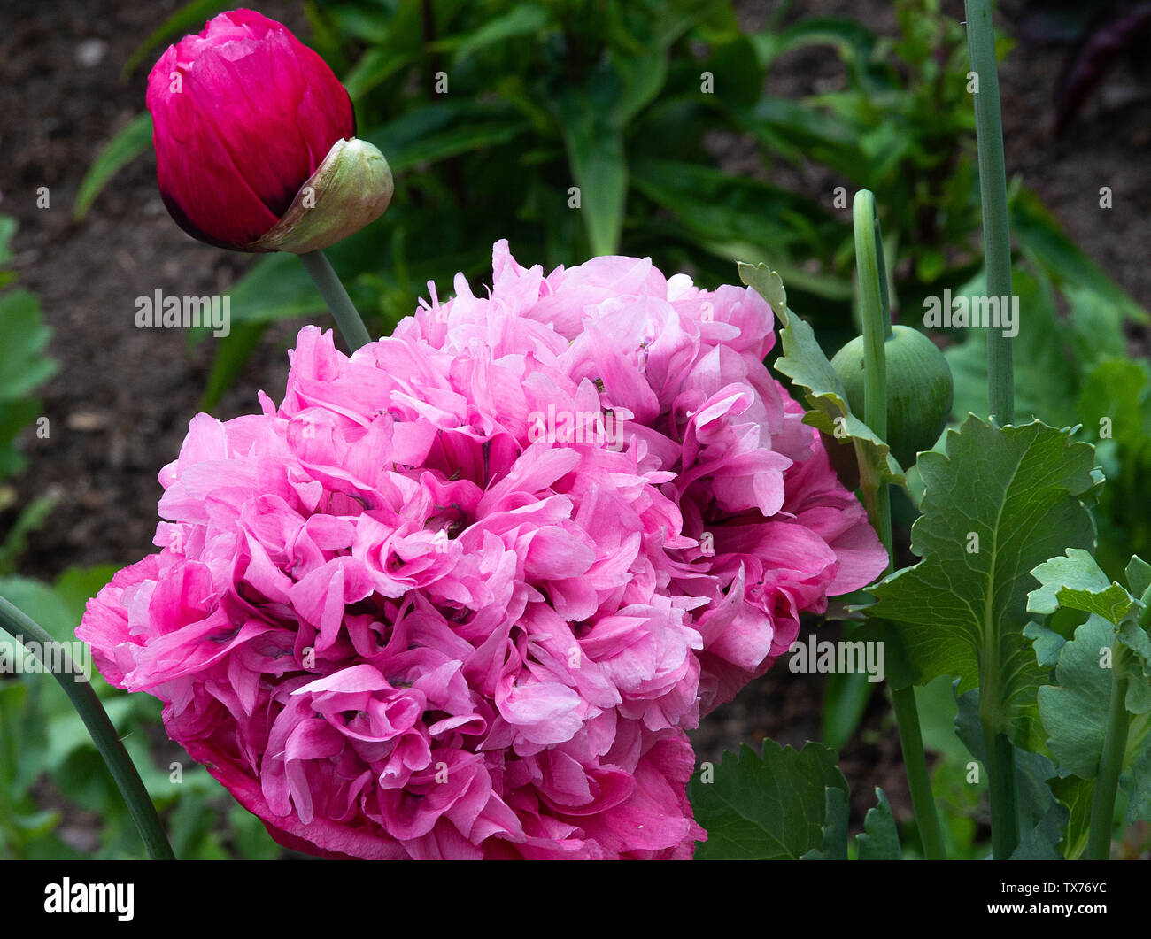 Double pink opium poppy papaver hi-res stock photography and images - Alamy