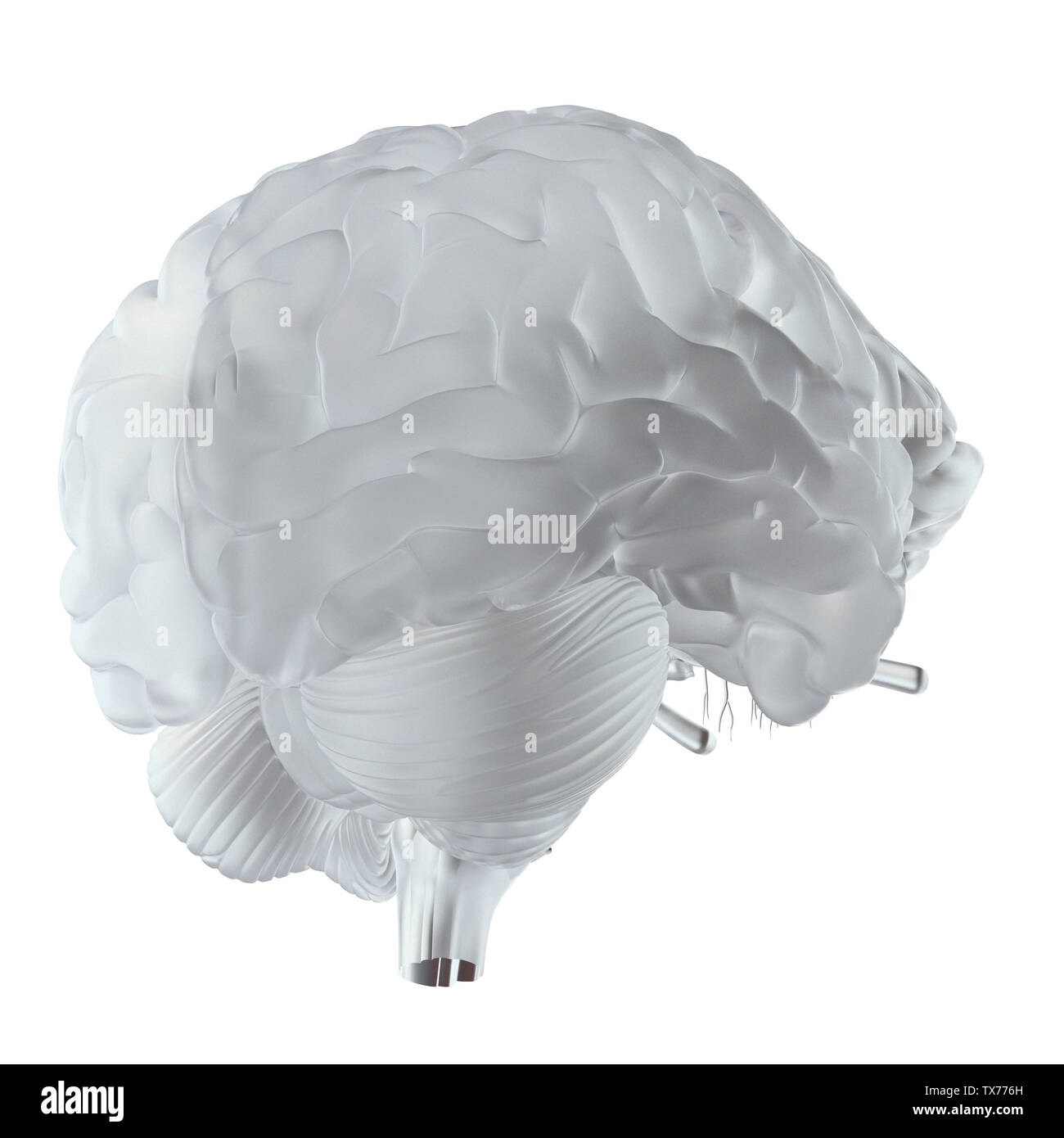 3d rendered medically accurate illustration of a glass brain Stock ...
