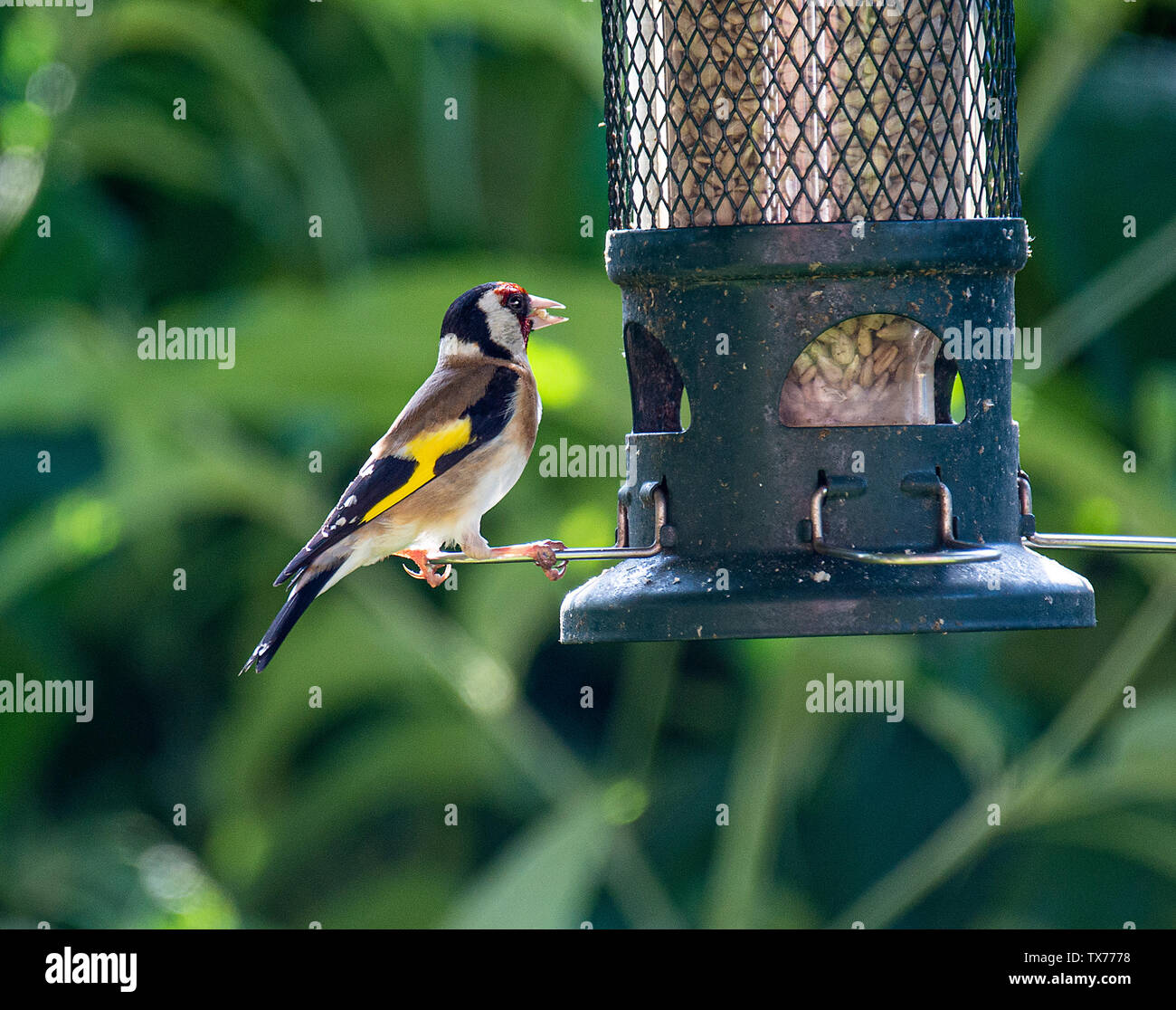 A Colourful Adult Goldfinch Perching on a Bird Feeder Eating Sunflower ...