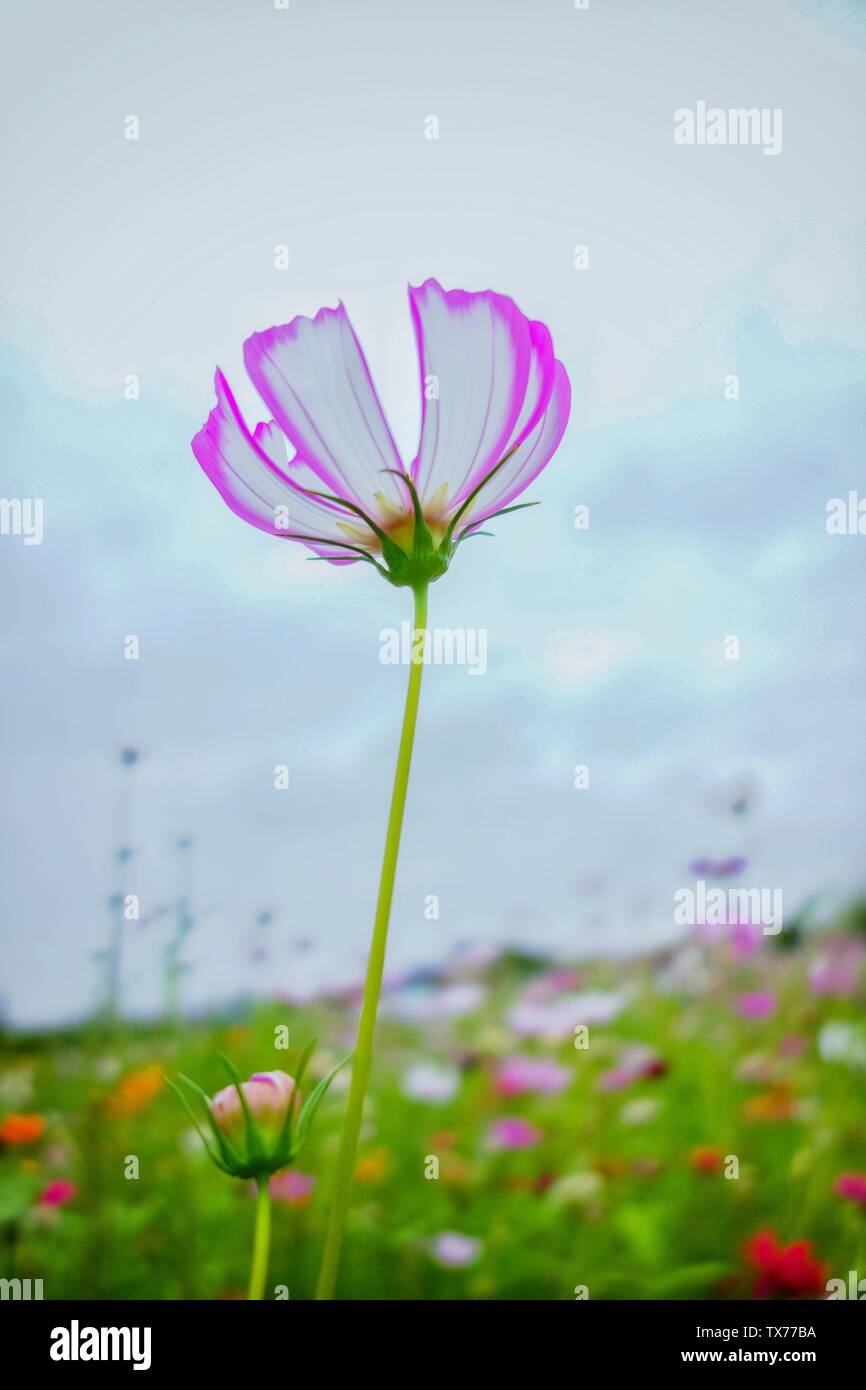 Fresh gesang flowers hi-res stock photography and images - Alamy