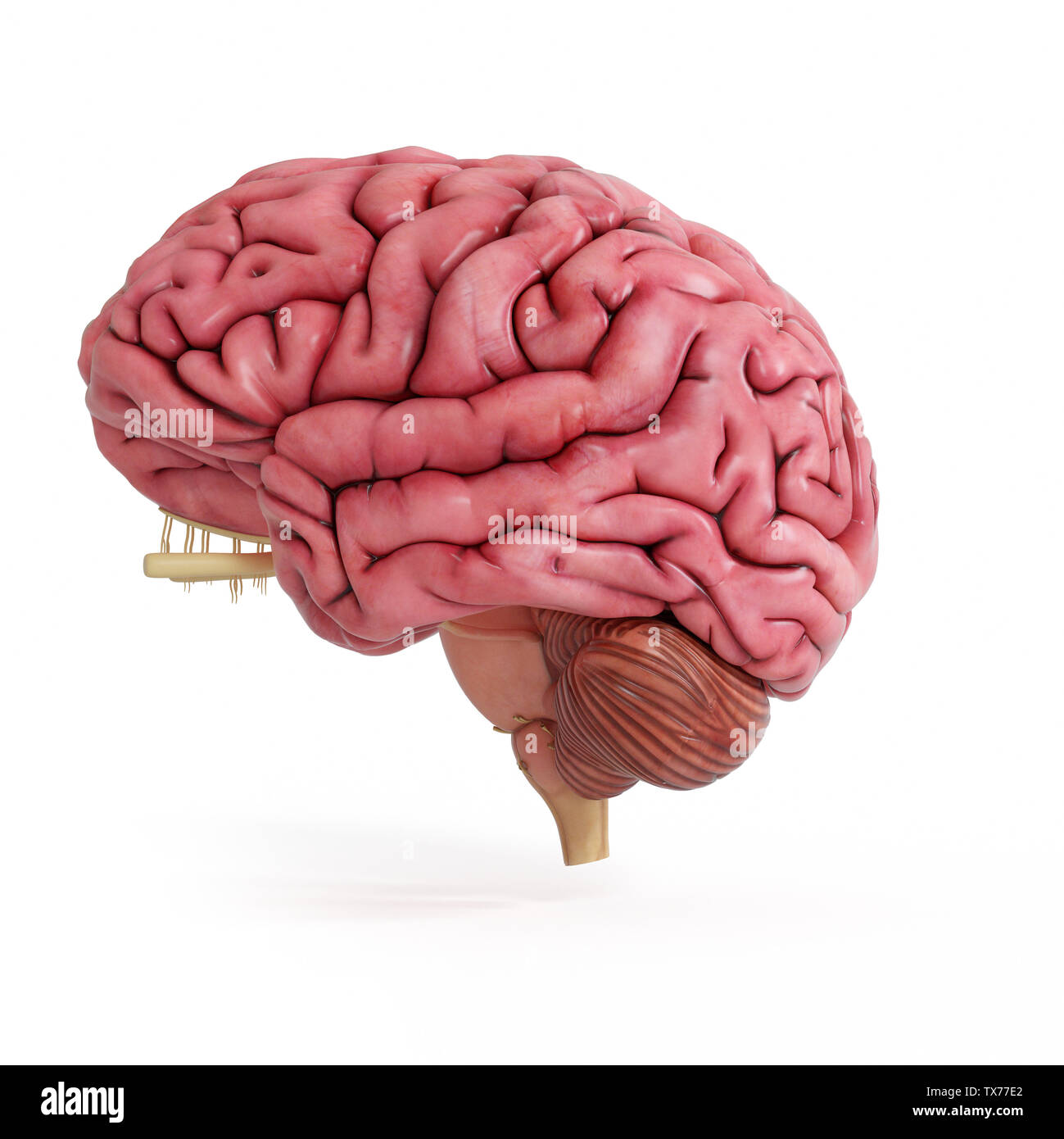 3d rendered medically accurate illustration of a realistic human brain ...