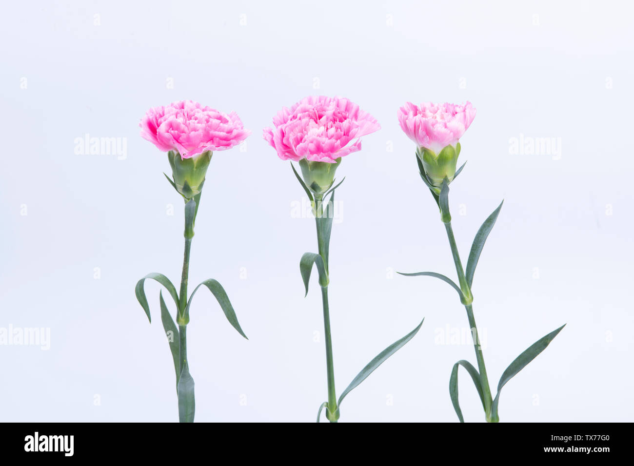 Carnation bouquets hi-res stock photography and images - Alamy