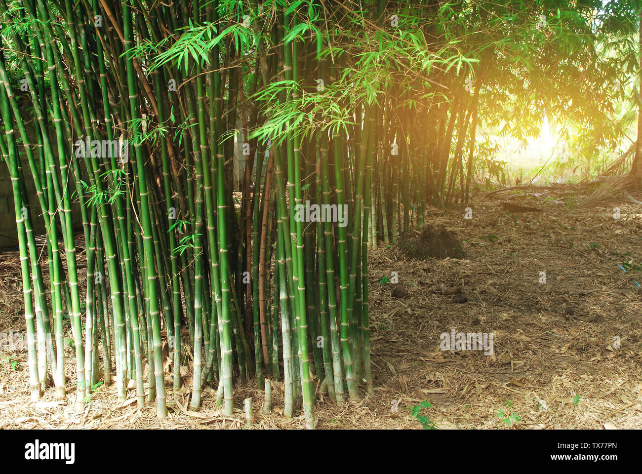 Bamboo grove design hi-res stock photography and images - Alamy