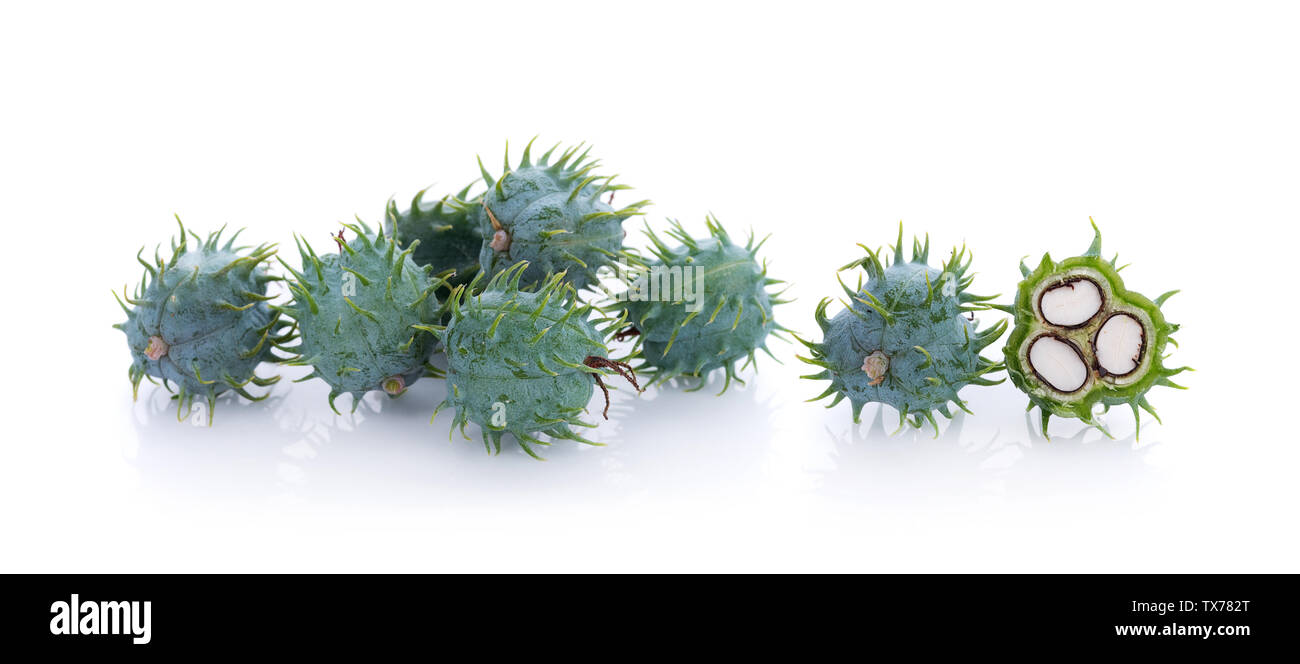 Castor oil plant on white background Stock Photo - Alamy