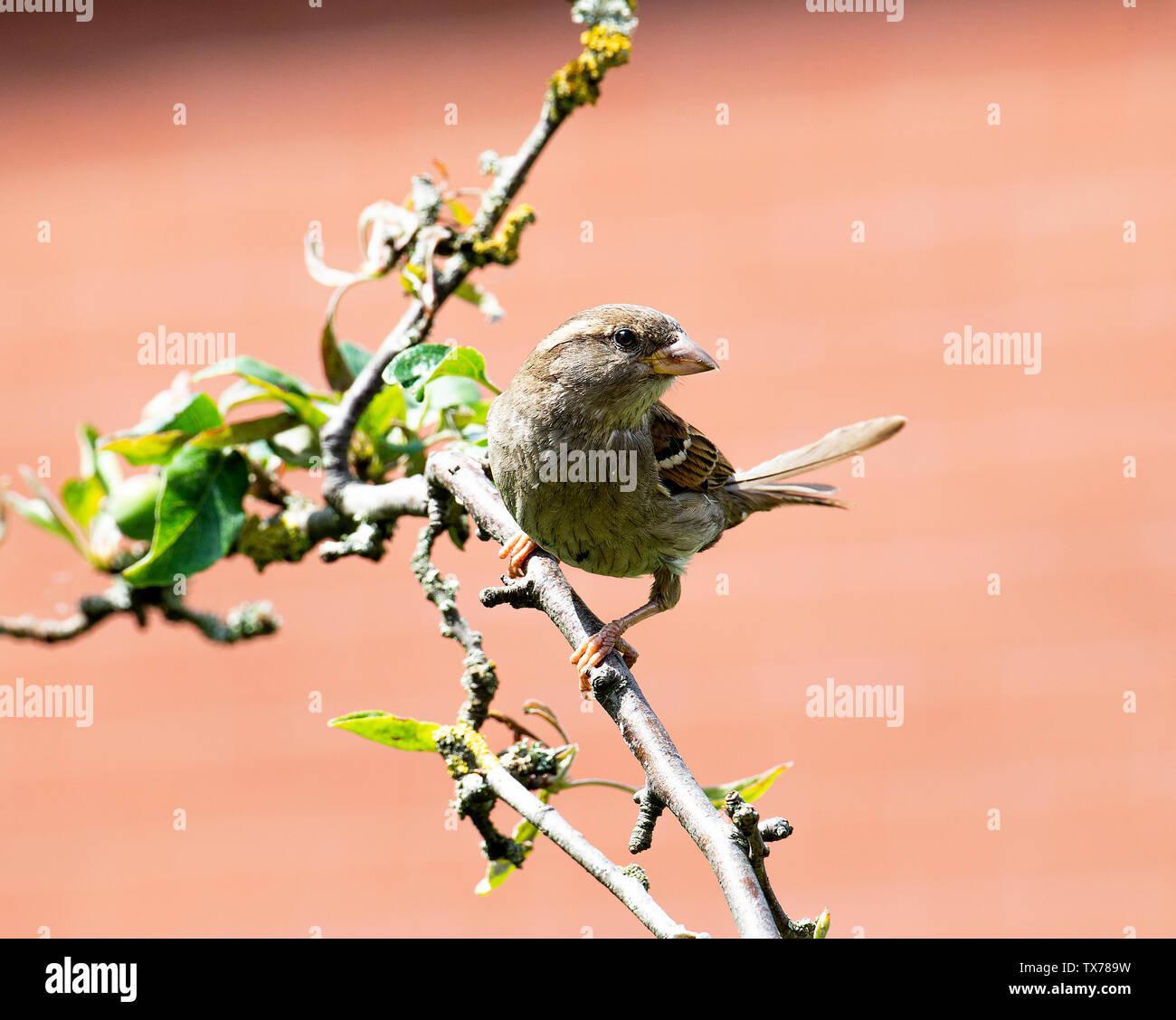 Juvenile Tree Sparrow High Resolution Stock Photography and Images - Alamy