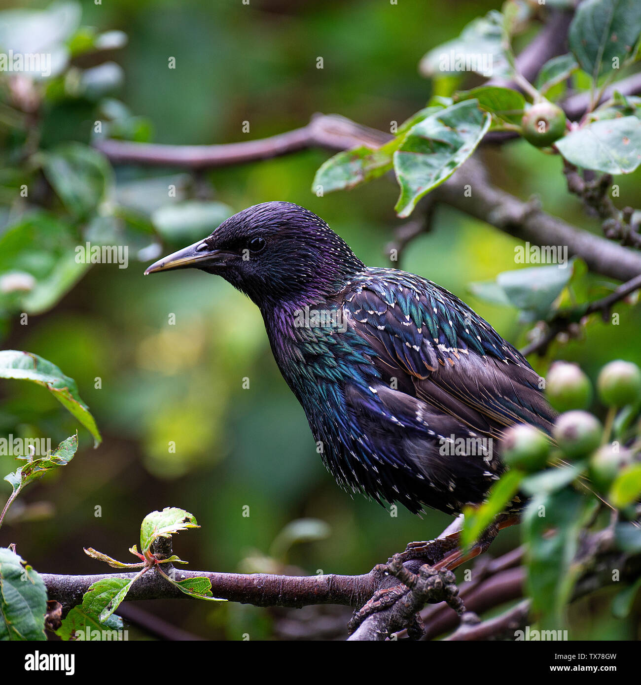 A Colourful Starling Perching in a Crab-Apple Tree Looking for Food in ...