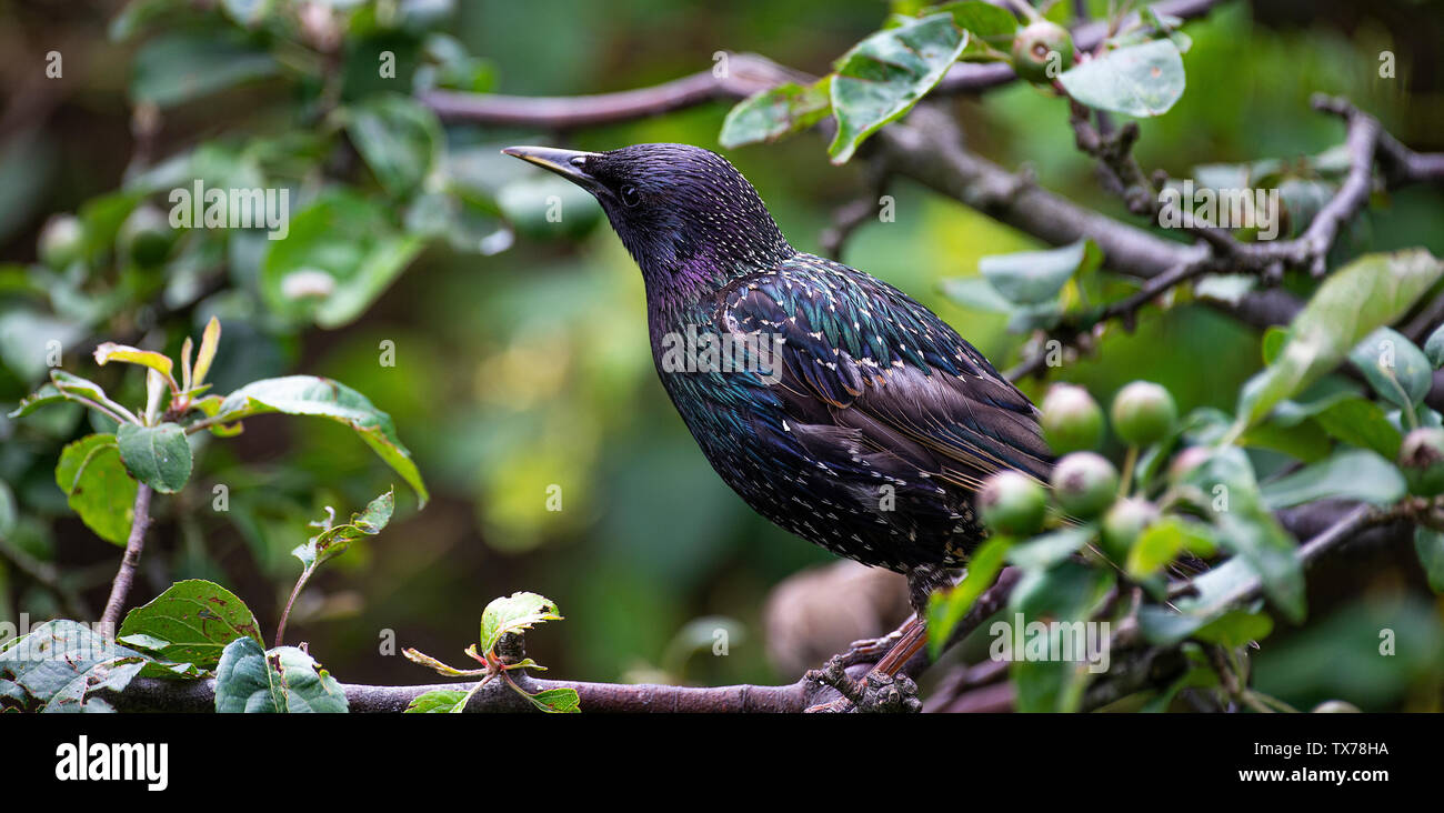 A Colourful Starling Perching in a Crab-Apple Tree Looking for Food in ...