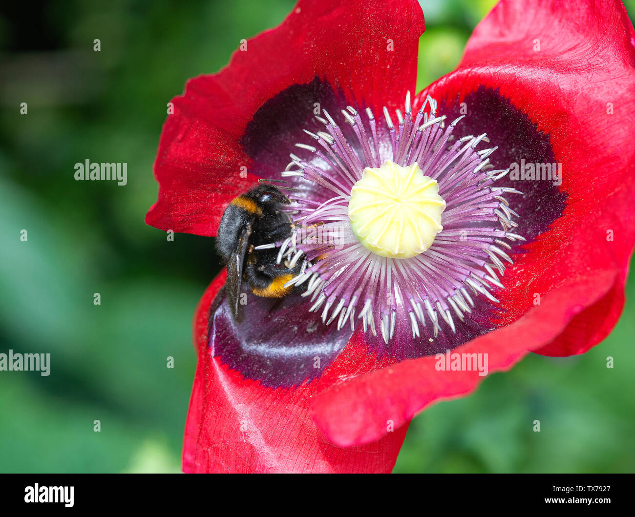 A Buff-Tailed Bumblebee Gathering Nectar From an Opium Poppy Flower in ...