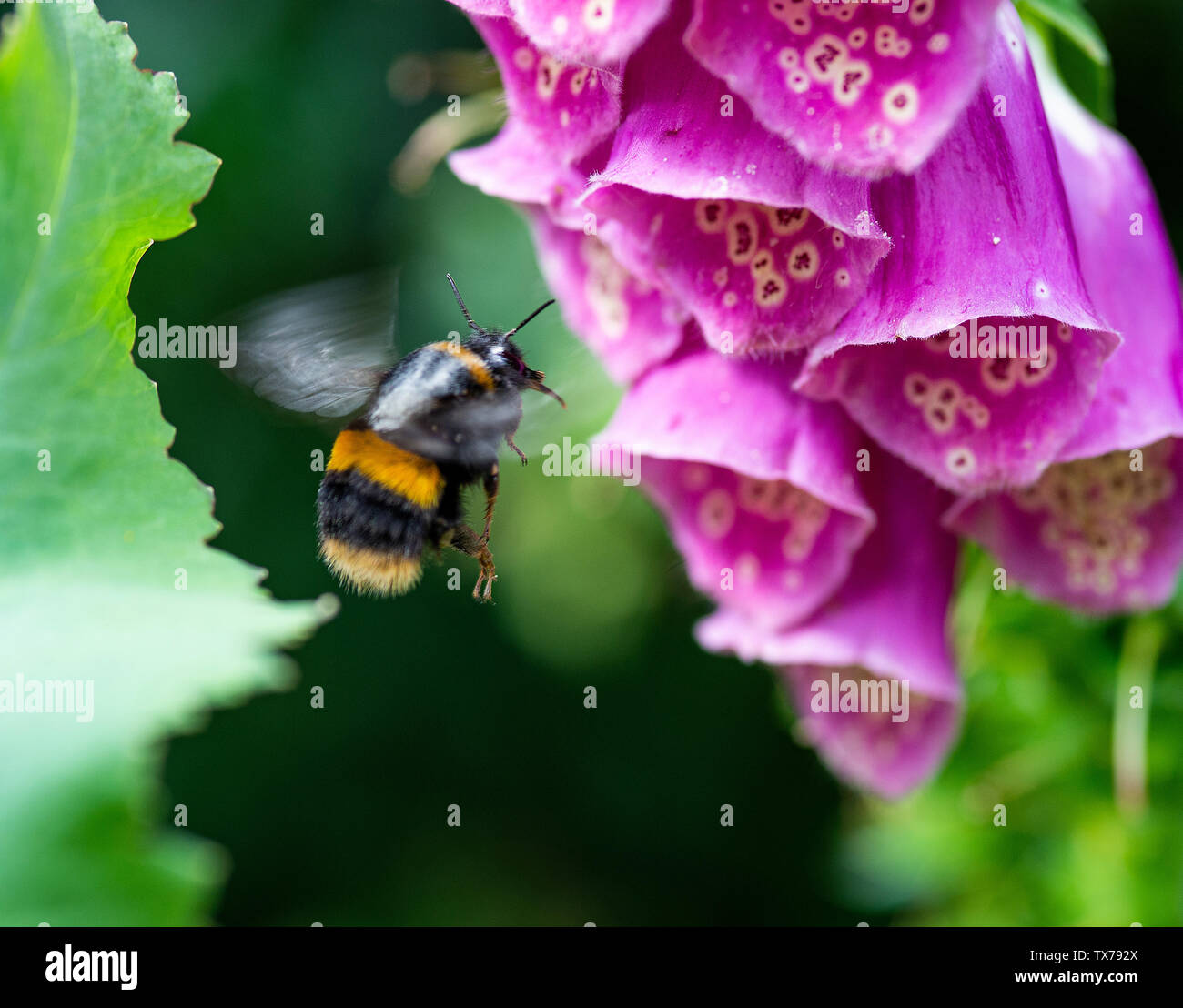 Buff tailed bumblebee flying towards flowers hi-res stock photography ...