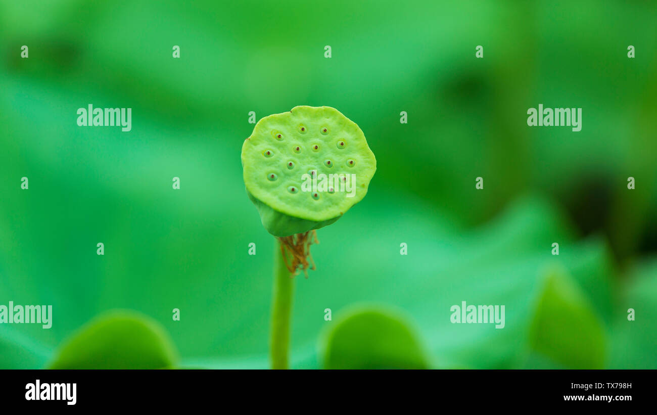 Lotus rhyme and lotus rhyme hi-res stock photography and images - Alamy