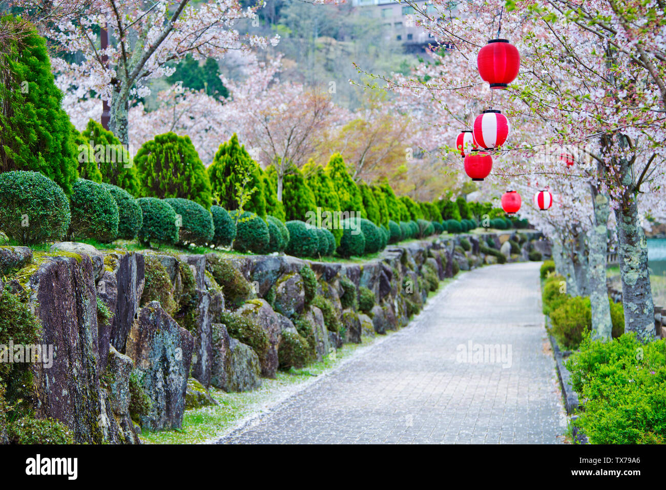 Sakura full bloom in Enakyosazanami Park, Gifu prefecture, Japan Stock ...
