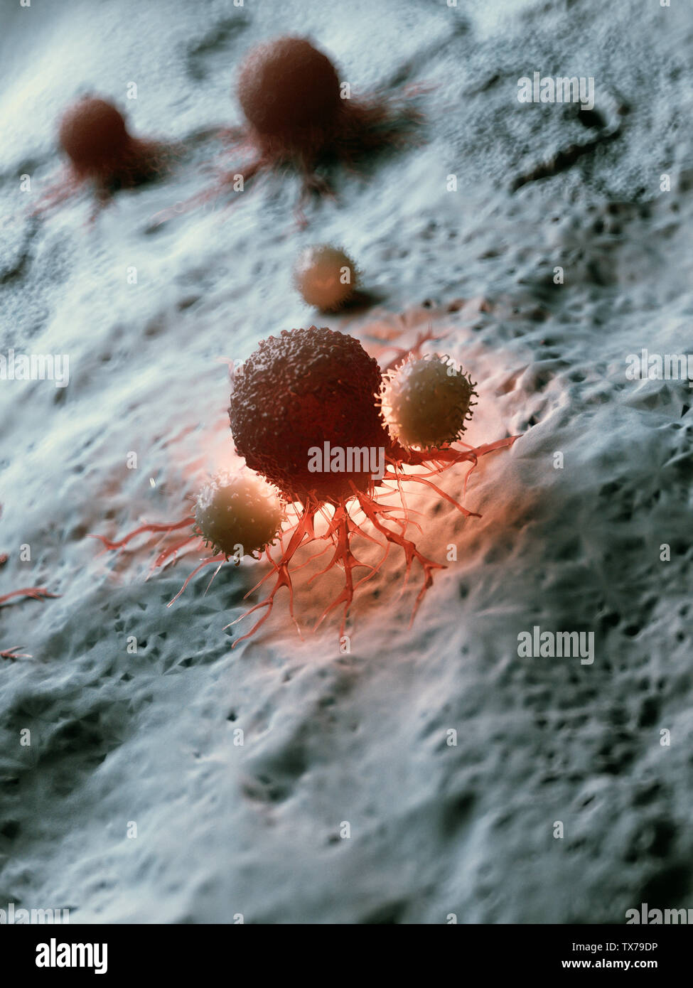 White blood cell attack hi-res stock photography and images - Alamy