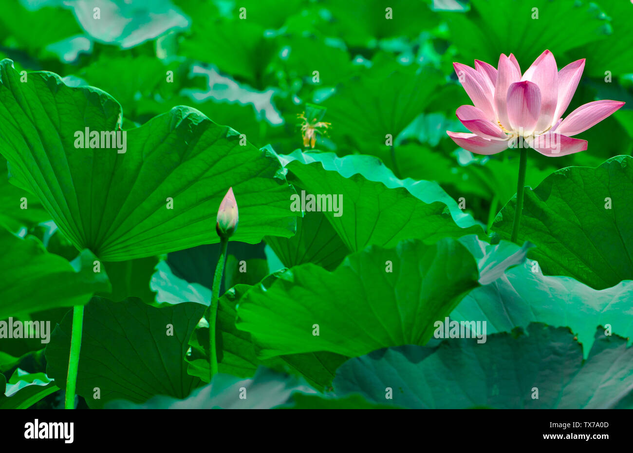Lily tropical summer gardens in foreign countries bloom hi-res stock ...