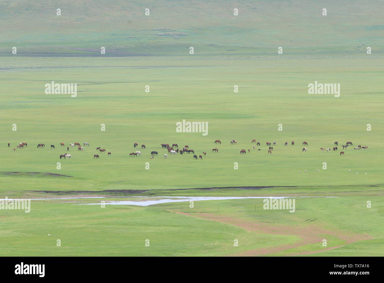 Erguna river erguna river wetland hi-res stock photography and images ...