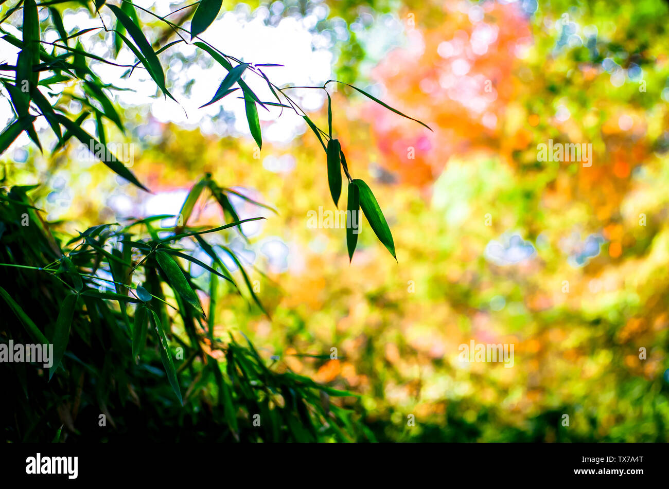 Autumn Color in Suzhou Garden Stock Photo - Alamy