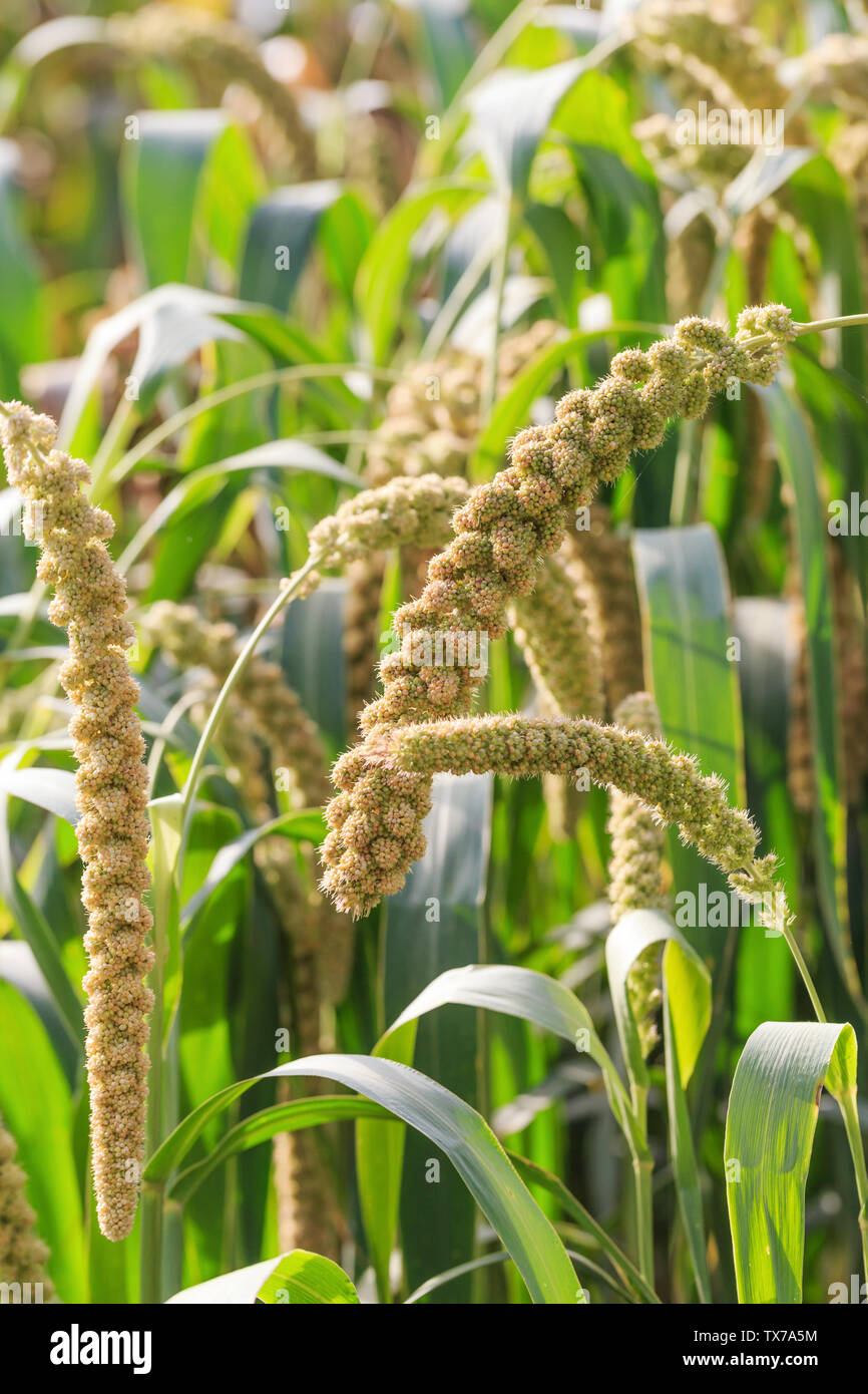 The millet grown in the field Stock Photo - Alamy