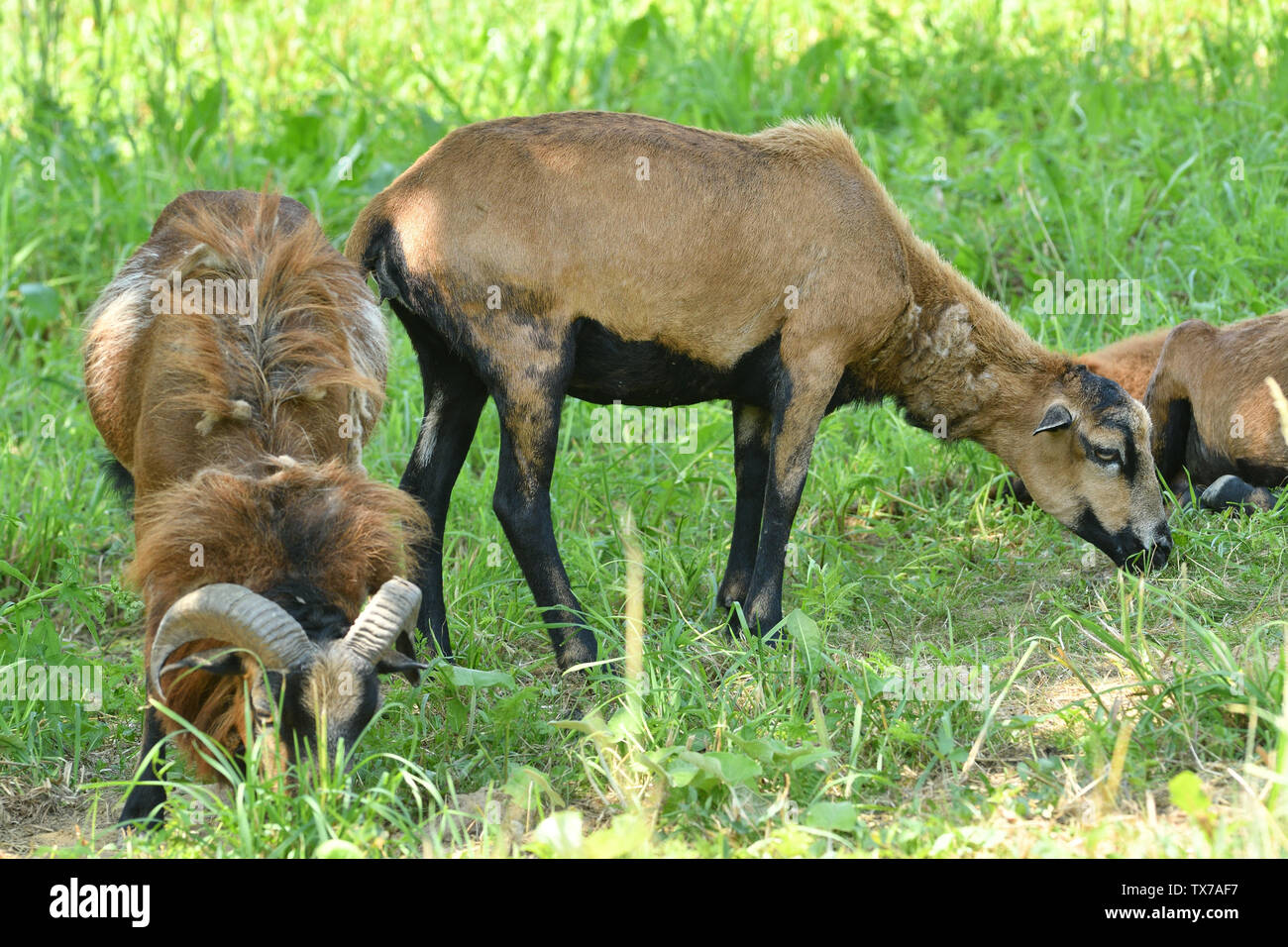 detail of a goat head lying resting on grass Stock Photo - Alamy