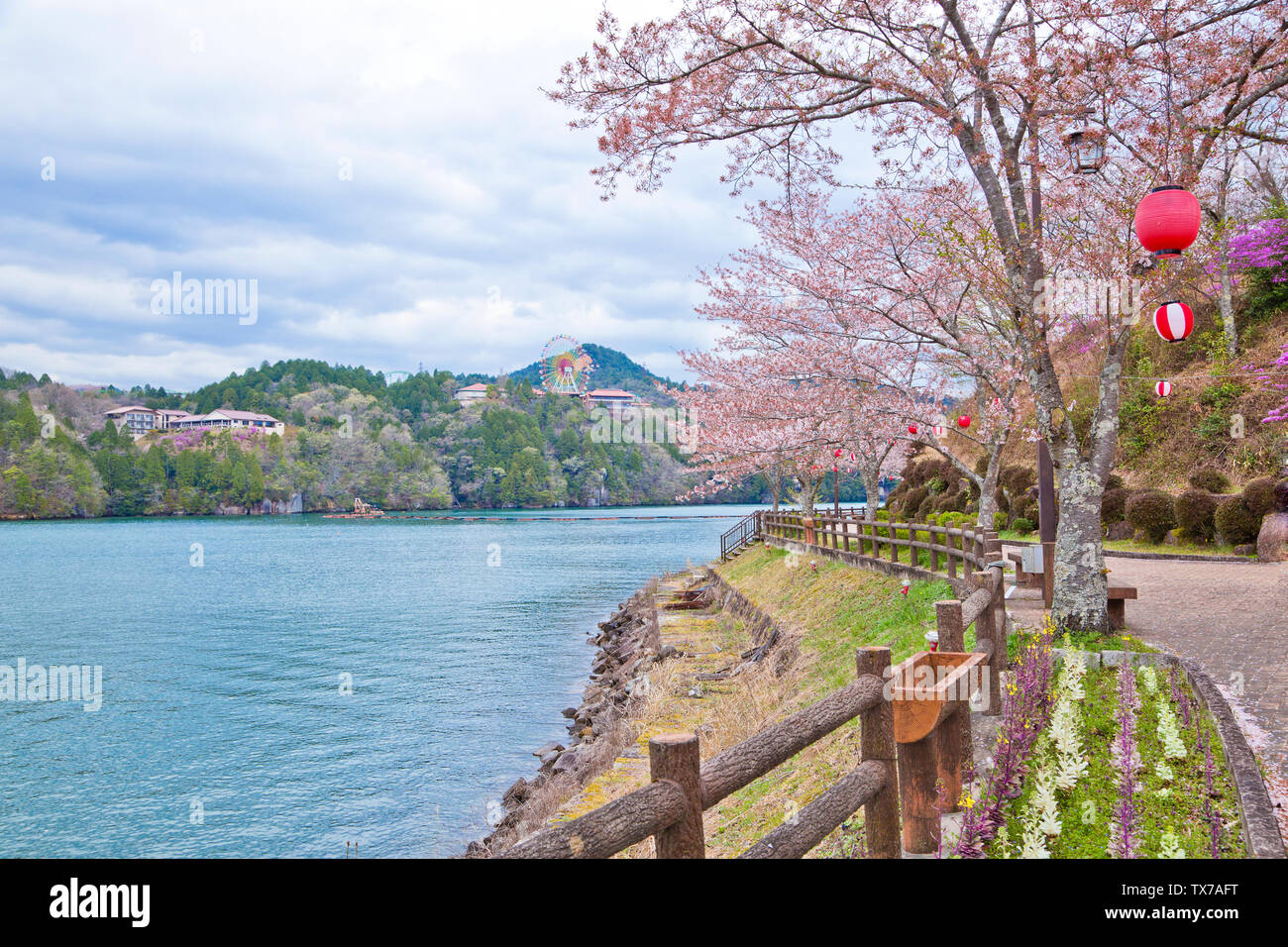 Sakura full bloom in Enakyosazanami Park, Gifu prefecture, Japan Stock ...