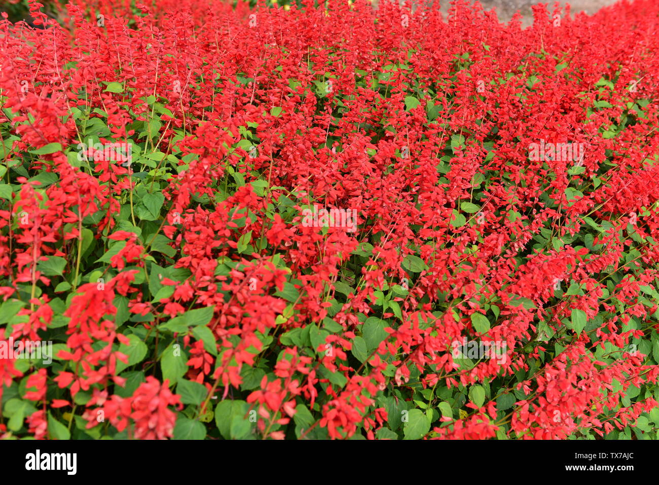 A bunch of red flowers Stock Photo - Alamy