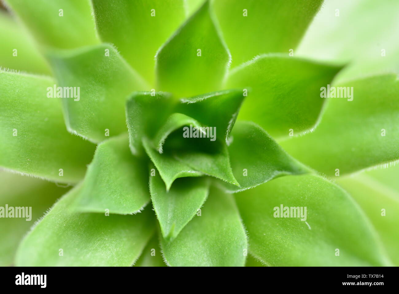 Fleshy plants hi-res stock photography and images - Alamy