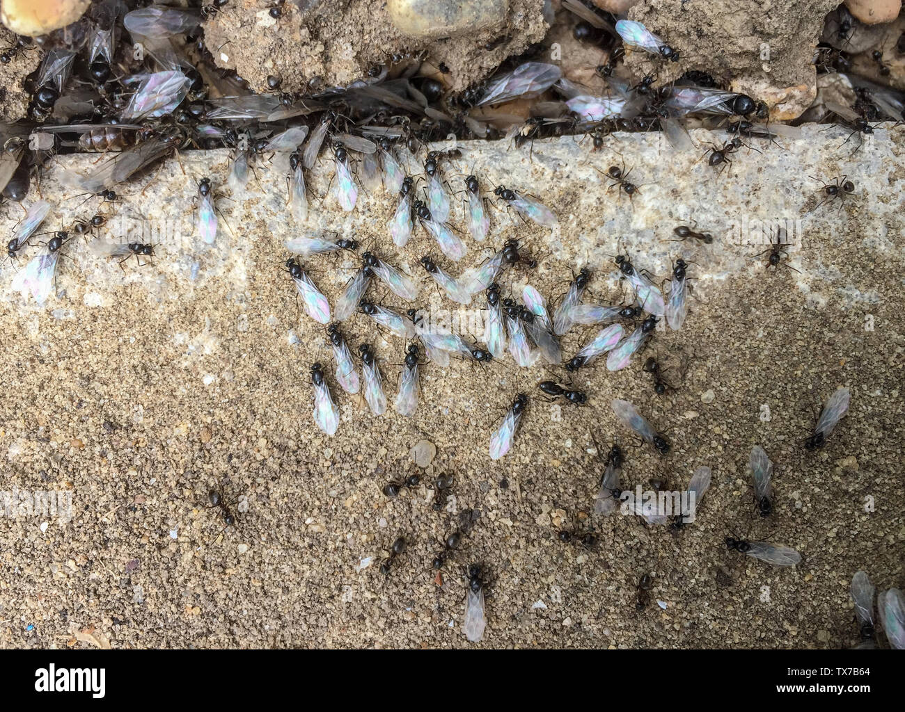 Flying ants hi-res stock photography and images - Alamy