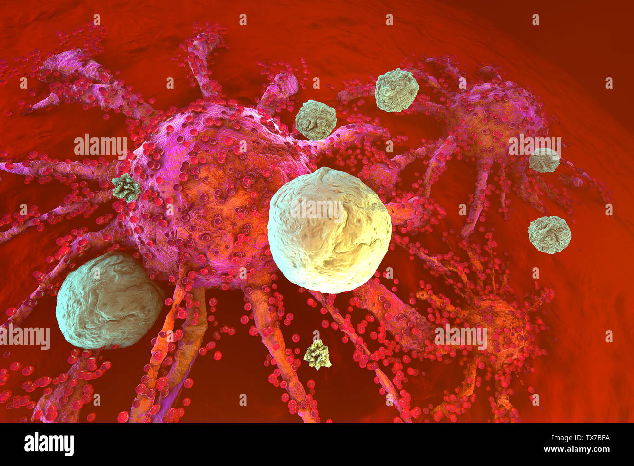 3D rendered Illustration of T-Cells of the immune System attacking ...