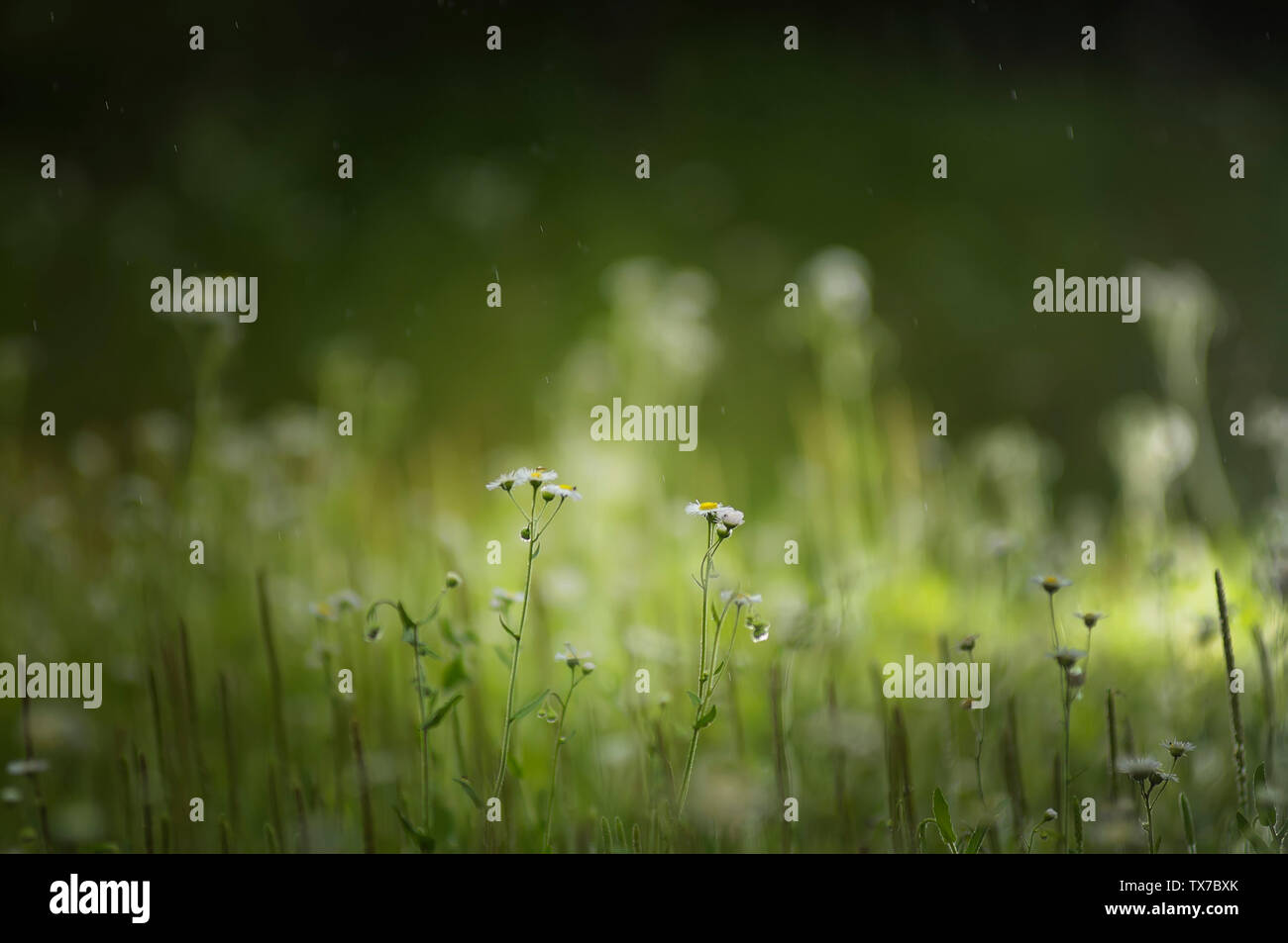 Natural ecological photography Stock Photo - Alamy