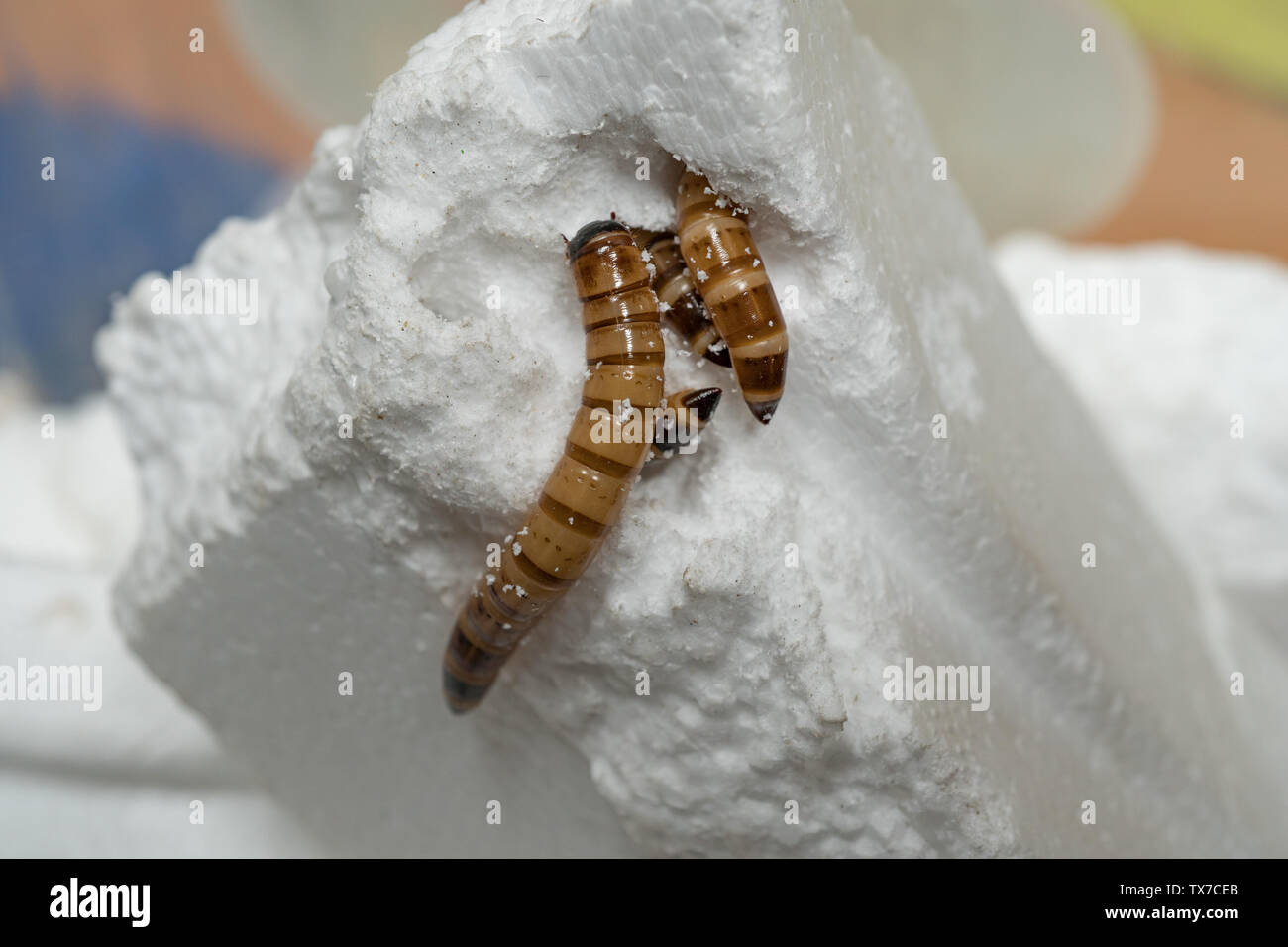 Superworms hi-res stock photography and images - Alamy