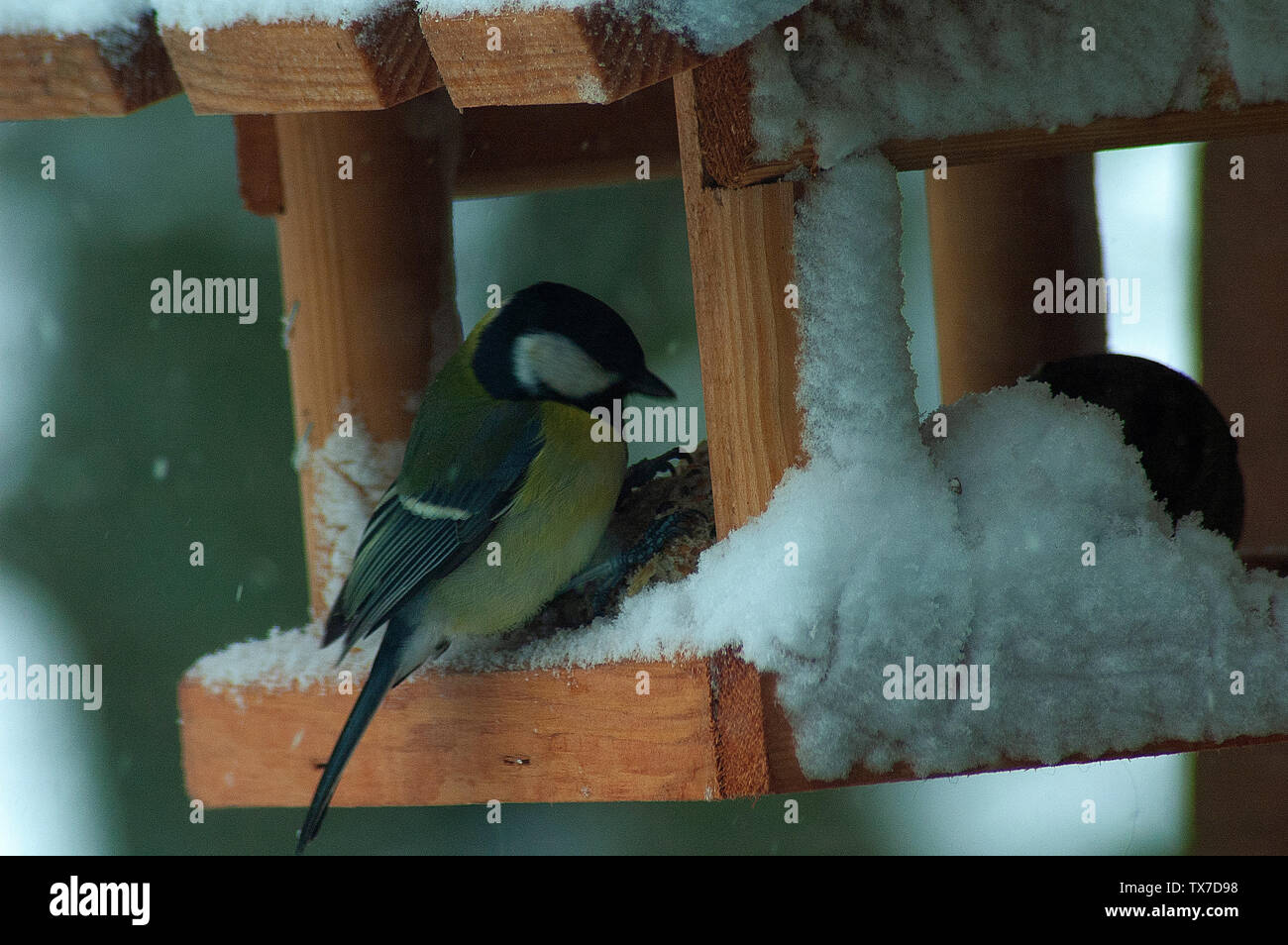 Common UK garden birds Stock Photo - Alamy