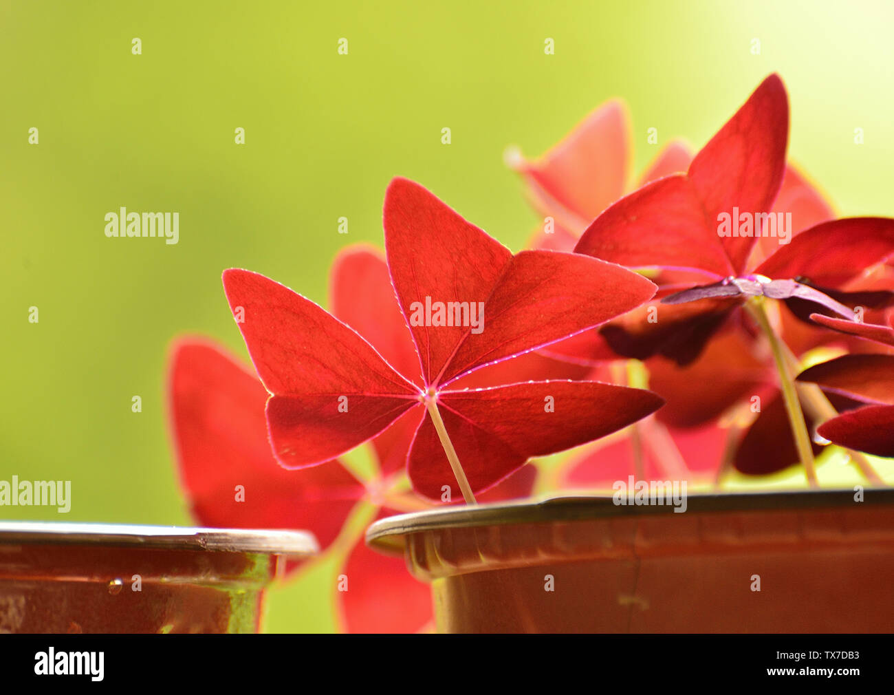 Triangular leaf hi-res stock photography and images - Alamy