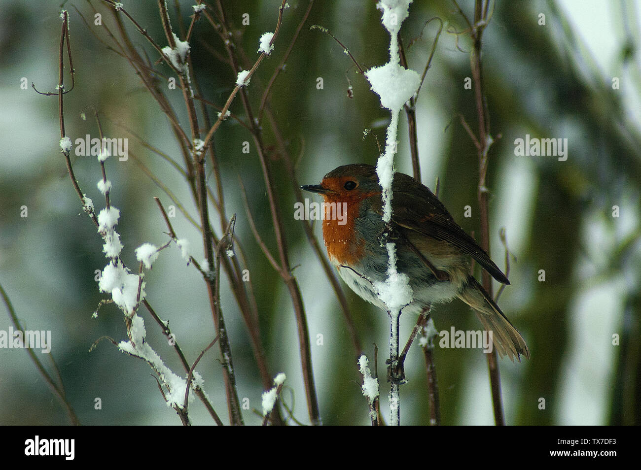 Common UK garden birds Stock Photo - Alamy