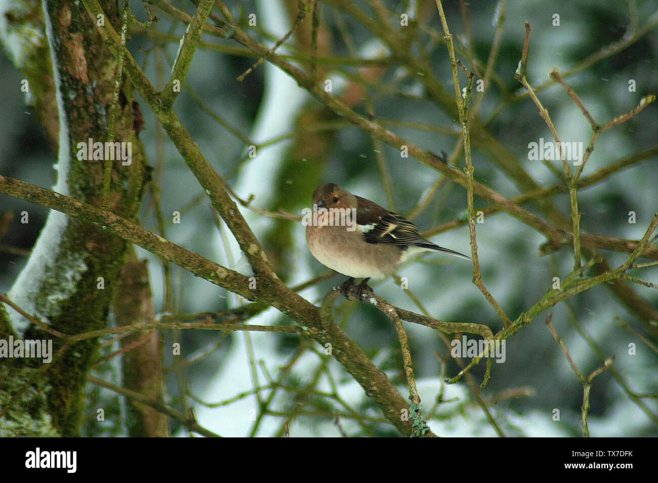 Common UK garden birds Stock Photo - Alamy