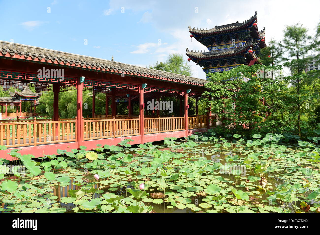Antique architecture and lotus pavilion lotus Stock Photo - Alamy