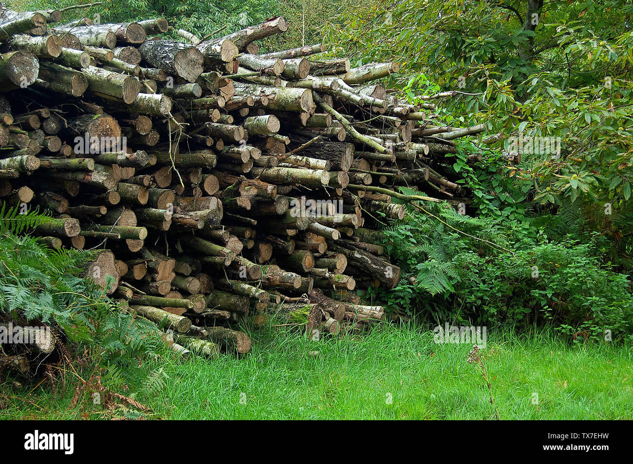Stacks of woods Stock Photo - Alamy