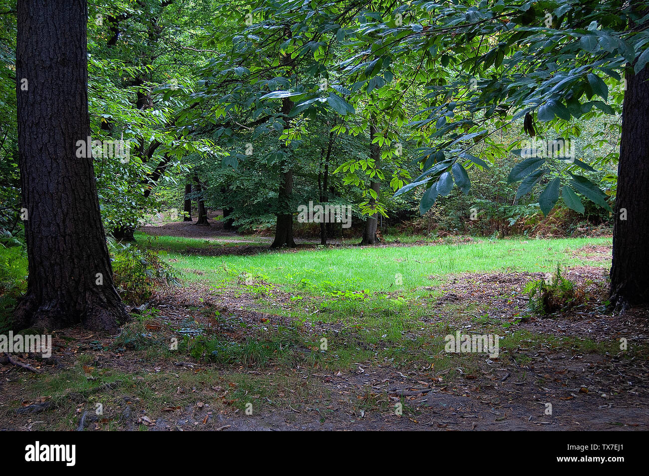 Sussex bridle path Stock Photo - Alamy